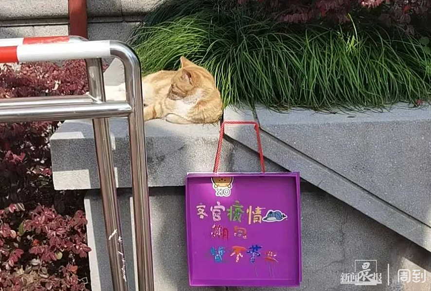 上海交大一博士生近距离逗流浪猫被通报批评!交大回应:疫情防控期间需远离流浪猫狗 周到上海