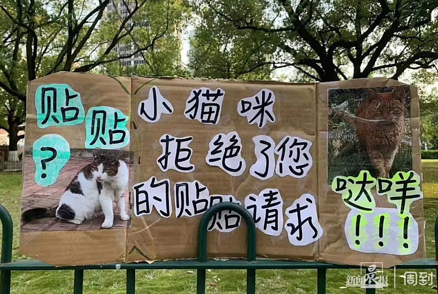 上海交大一博士生近距离逗流浪猫被通报批评!交大回应:疫情防控期间需远离流浪猫狗 周到上海